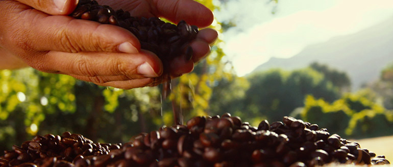 Discover the Red Diamond Coffee and Tea Difference