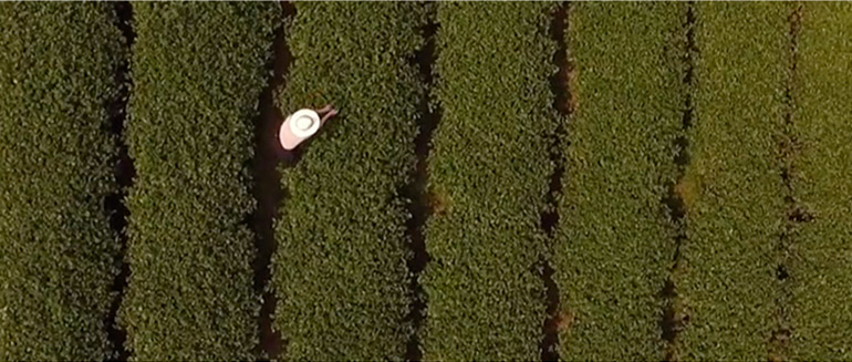 Discover the Red Diamond Coffee and Tea Difference